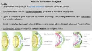 Development of eye | PPTX