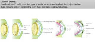 Development of eye | PPTX