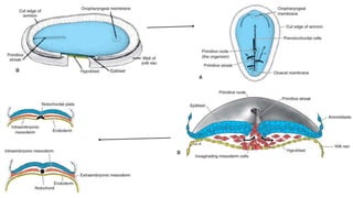 Development of eye | PPTX