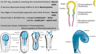 Development of eye | PPTX