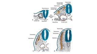 Development of eye | PPTX