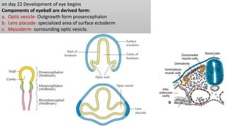 Development of eye | PPTX
