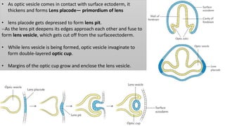 Development of eye | PPTX