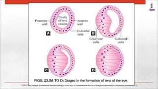 Embrylogy of Head & Neck-Development of eye1.pptx