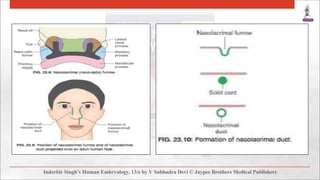 Embrylogy of Head & Neck-Development of eye1.pptx