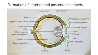 Development of Eye and Ear.pptx