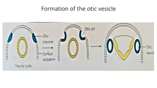 Development of Eye and Ear.pptx