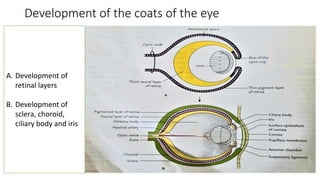 Development of Eye and Ear.pptx