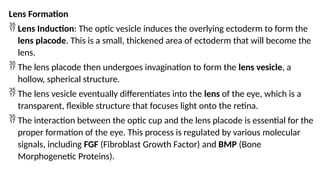 Development of Eye in Frog-Developmental Biology | PPTX