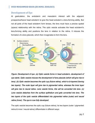 Development of Eye In Vertebrates | PDF
