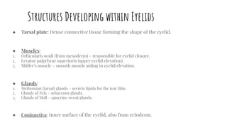 Development of a normal human eyelid.pdf
