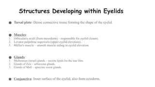 Development of a normal human Eyelid.pptx