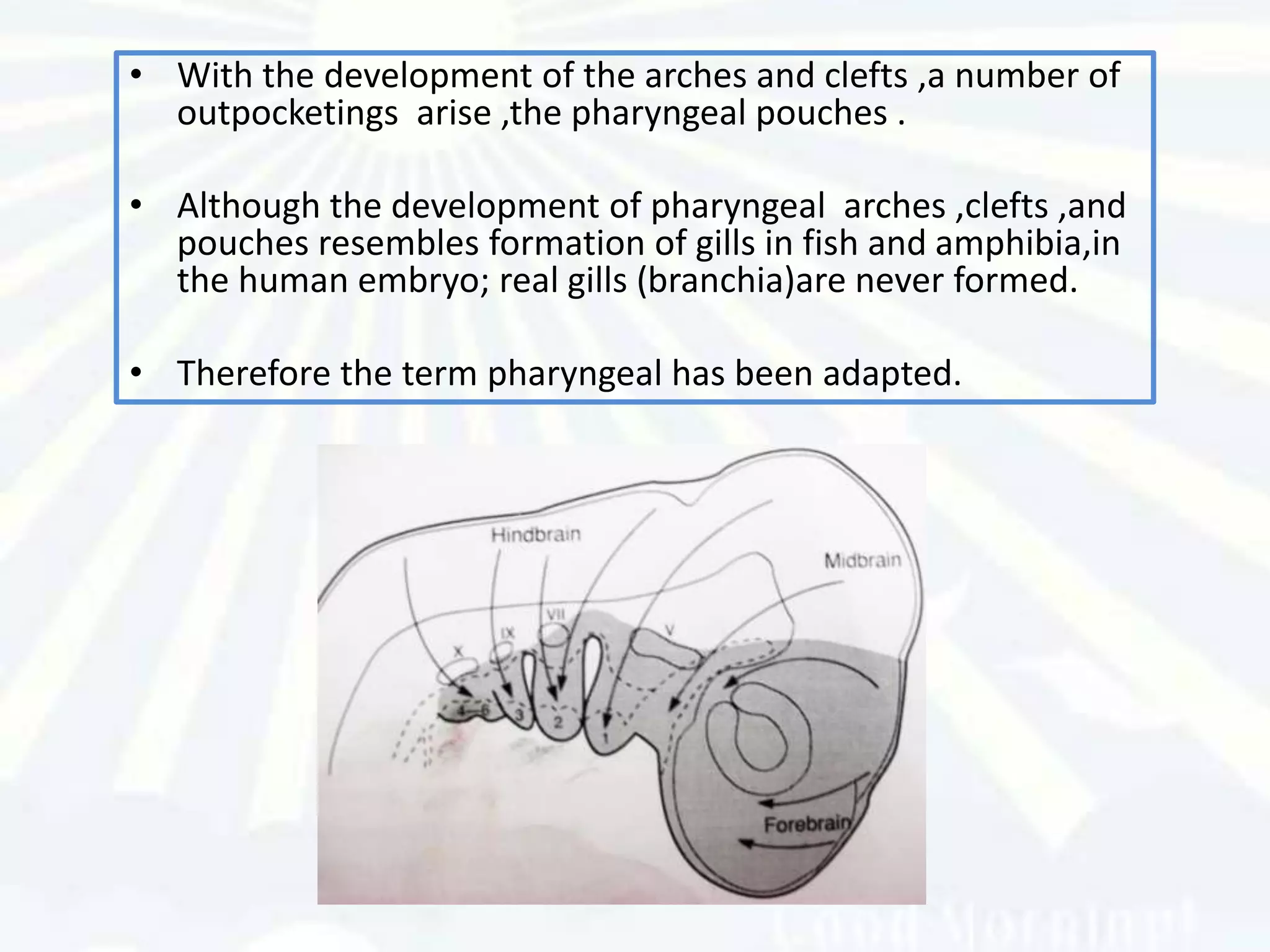 Development of face | PPTX