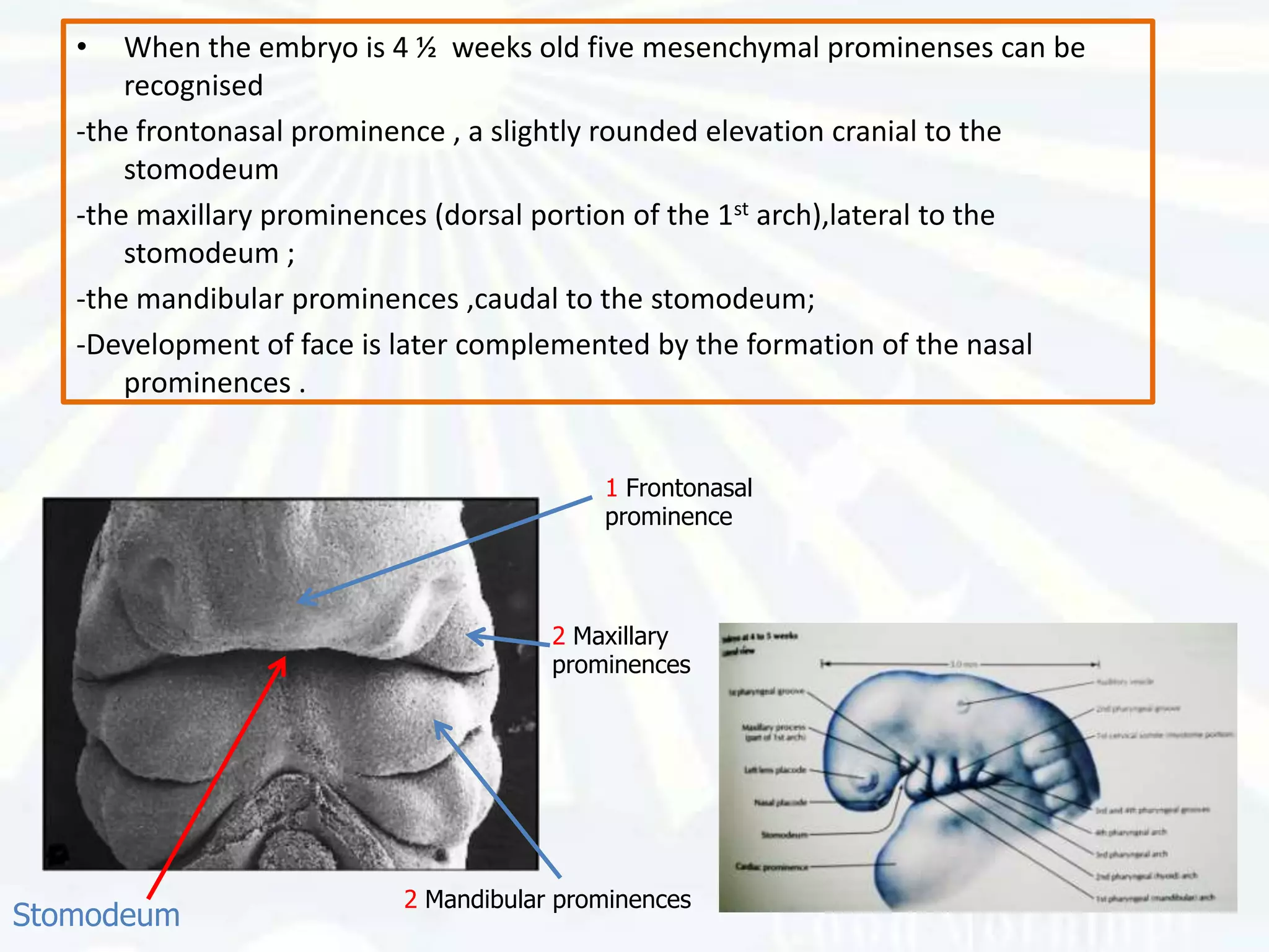 Development of face | PPTX