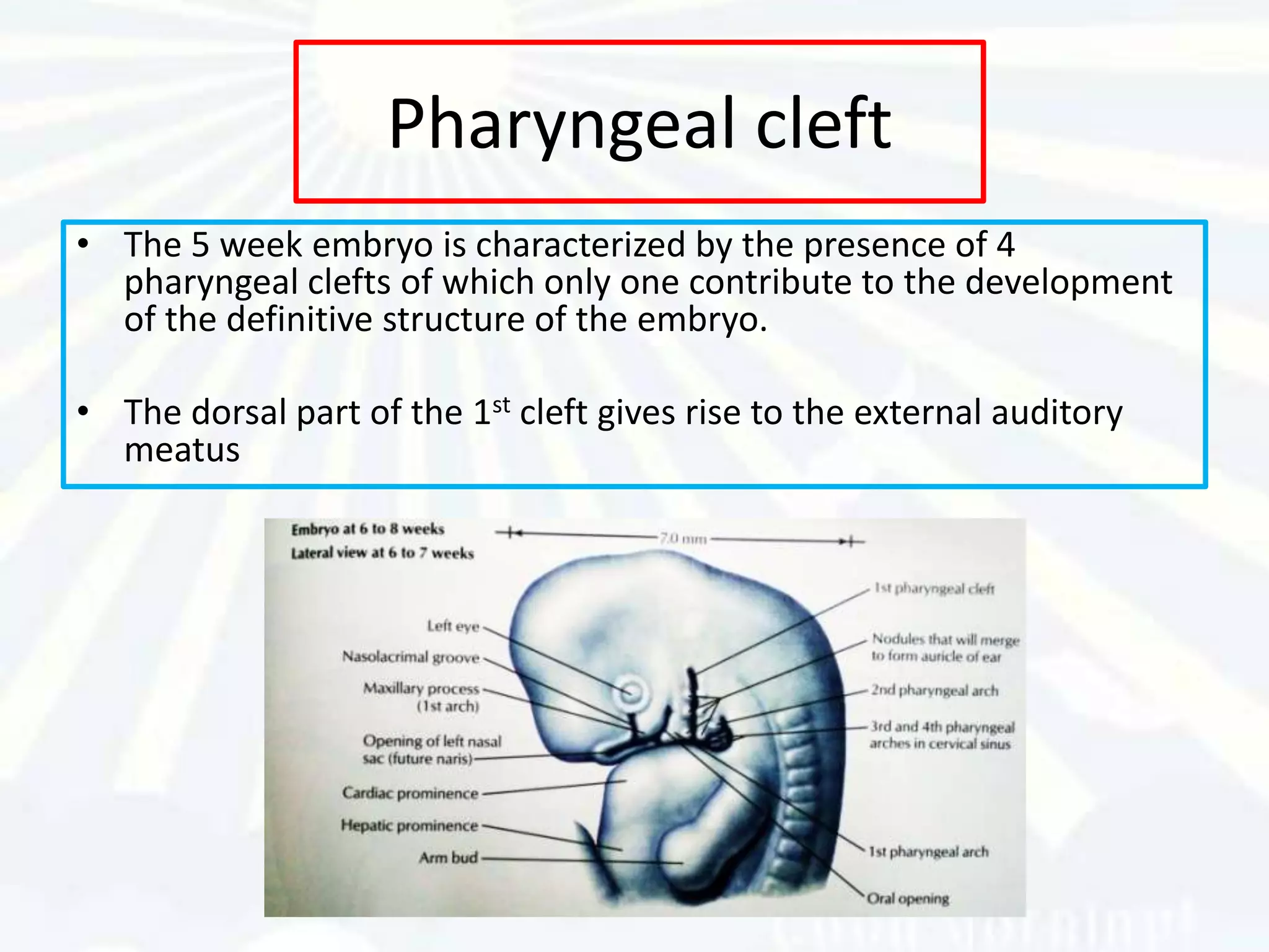 Development of face | PPTX