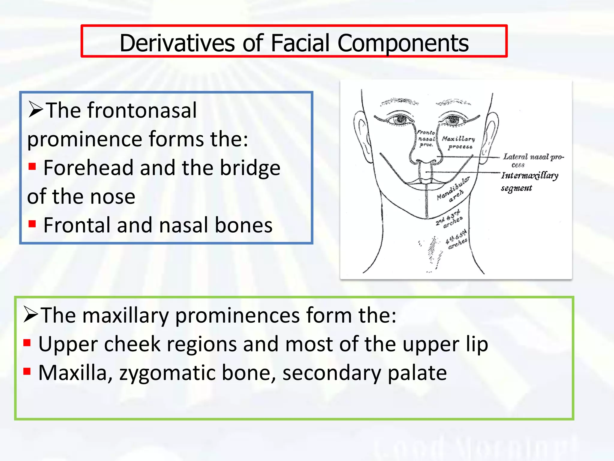 Development of face | PPTX