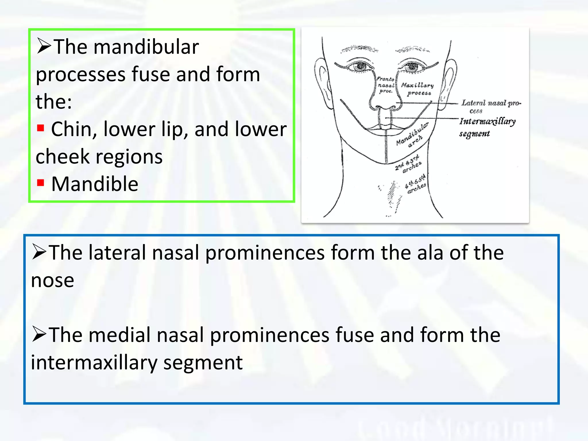 Development of face | PPTX