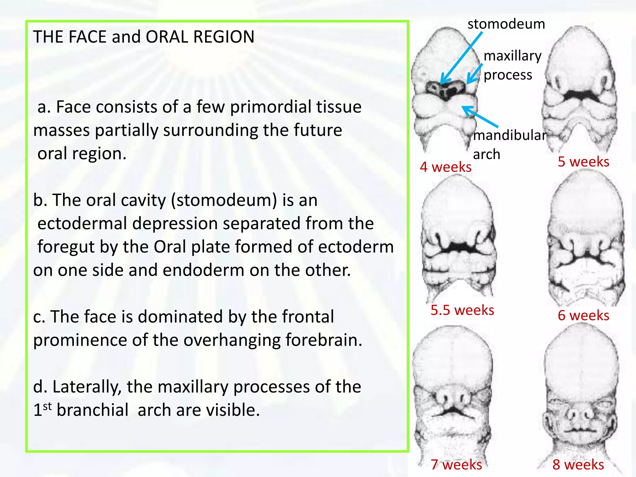 Development of face | PPTX
