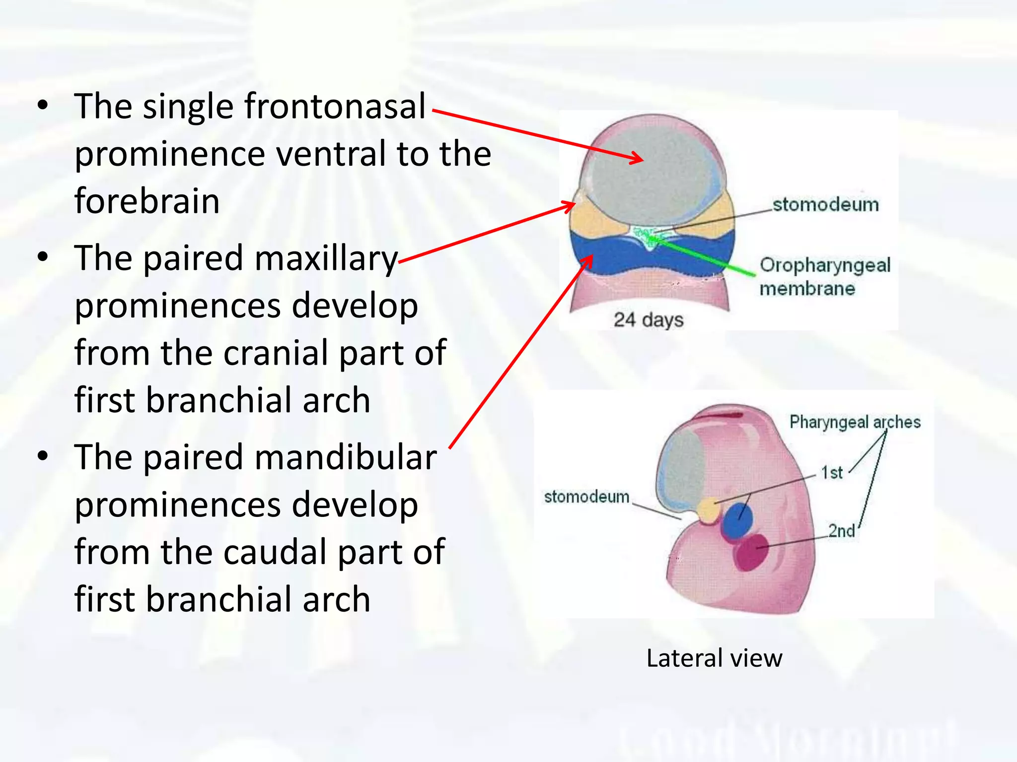 Development of face | PPTX