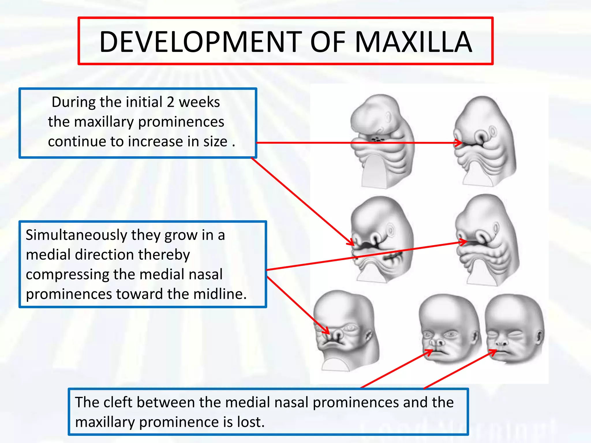 Development of face | PPTX