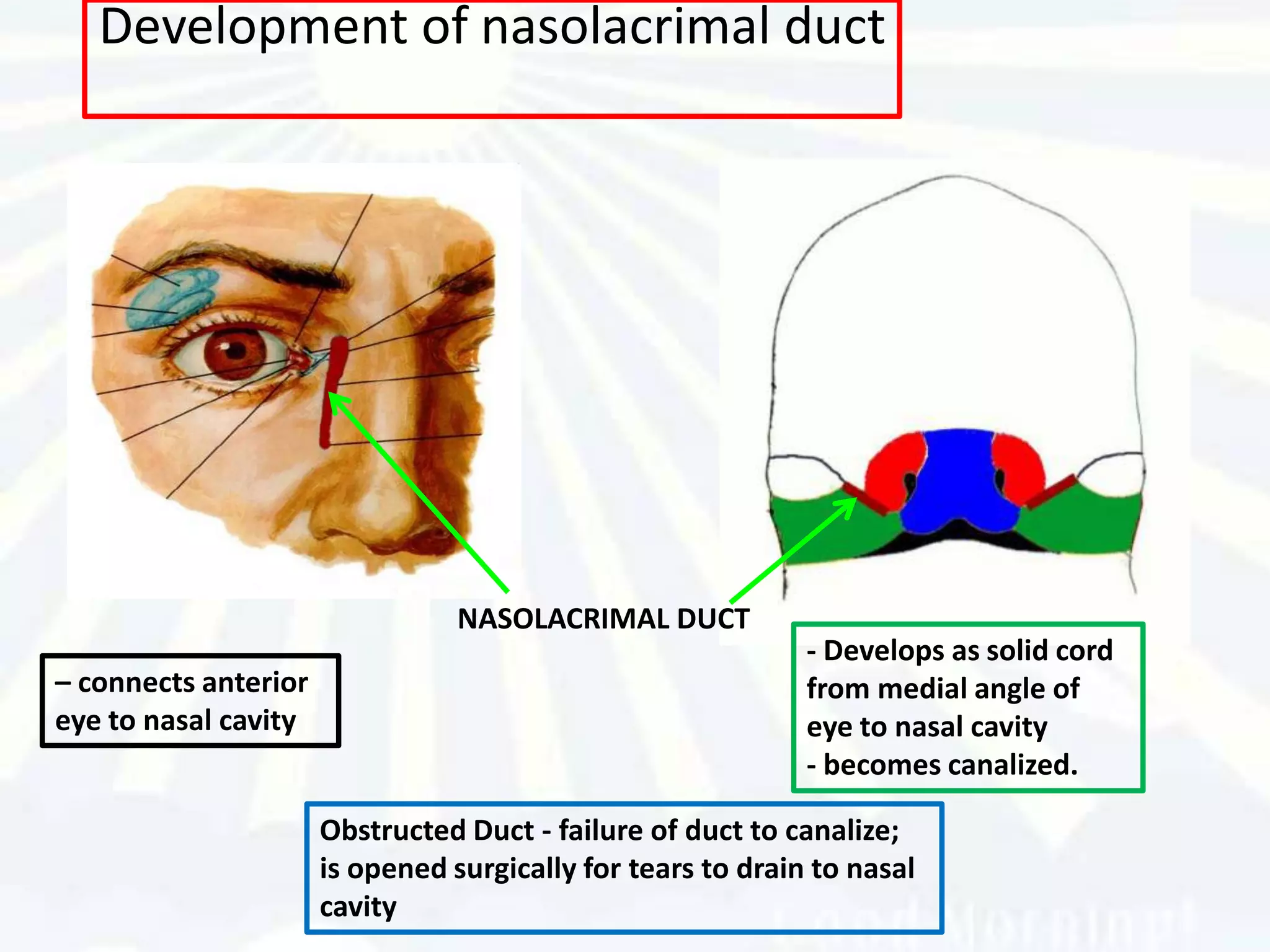 Development of face | PPTX