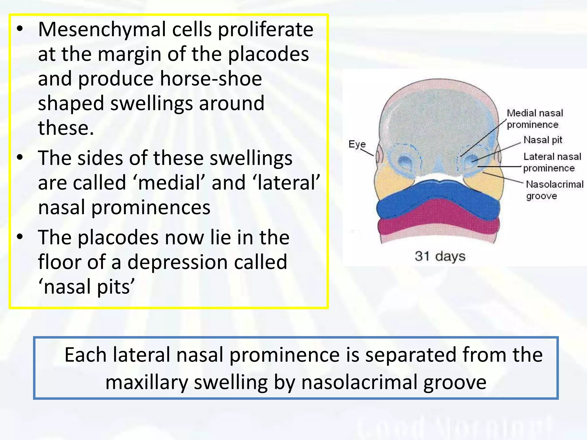 Development of face | PPTX