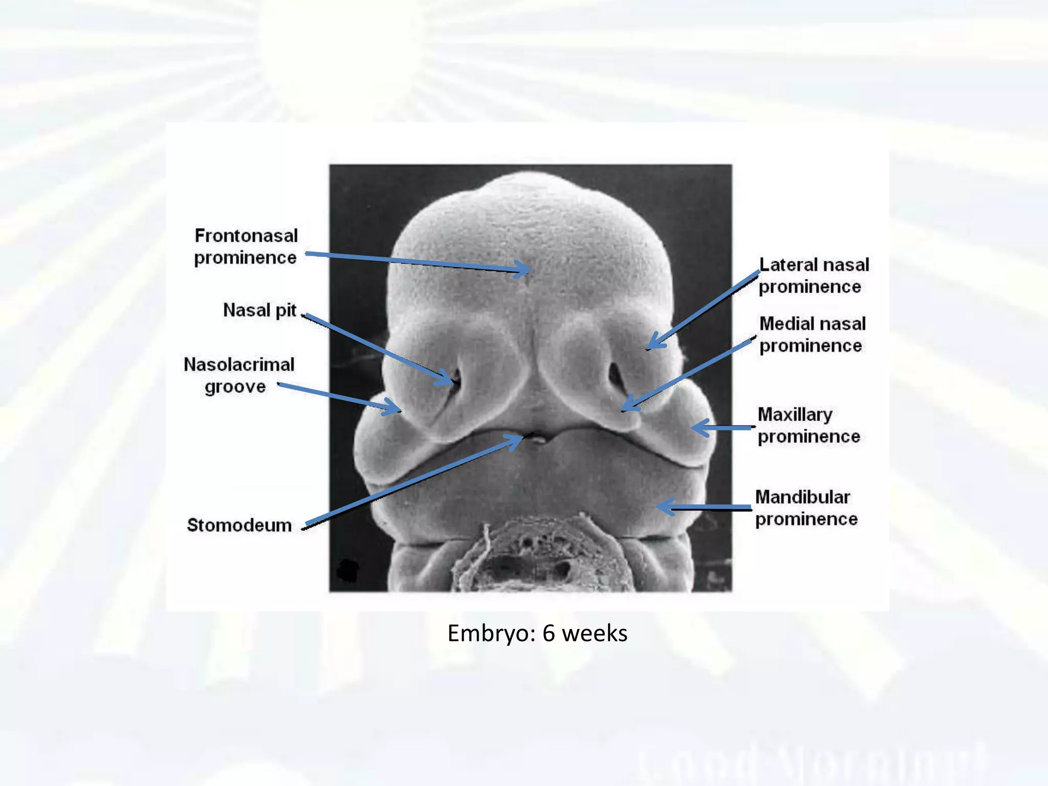 Development of face | PPTX