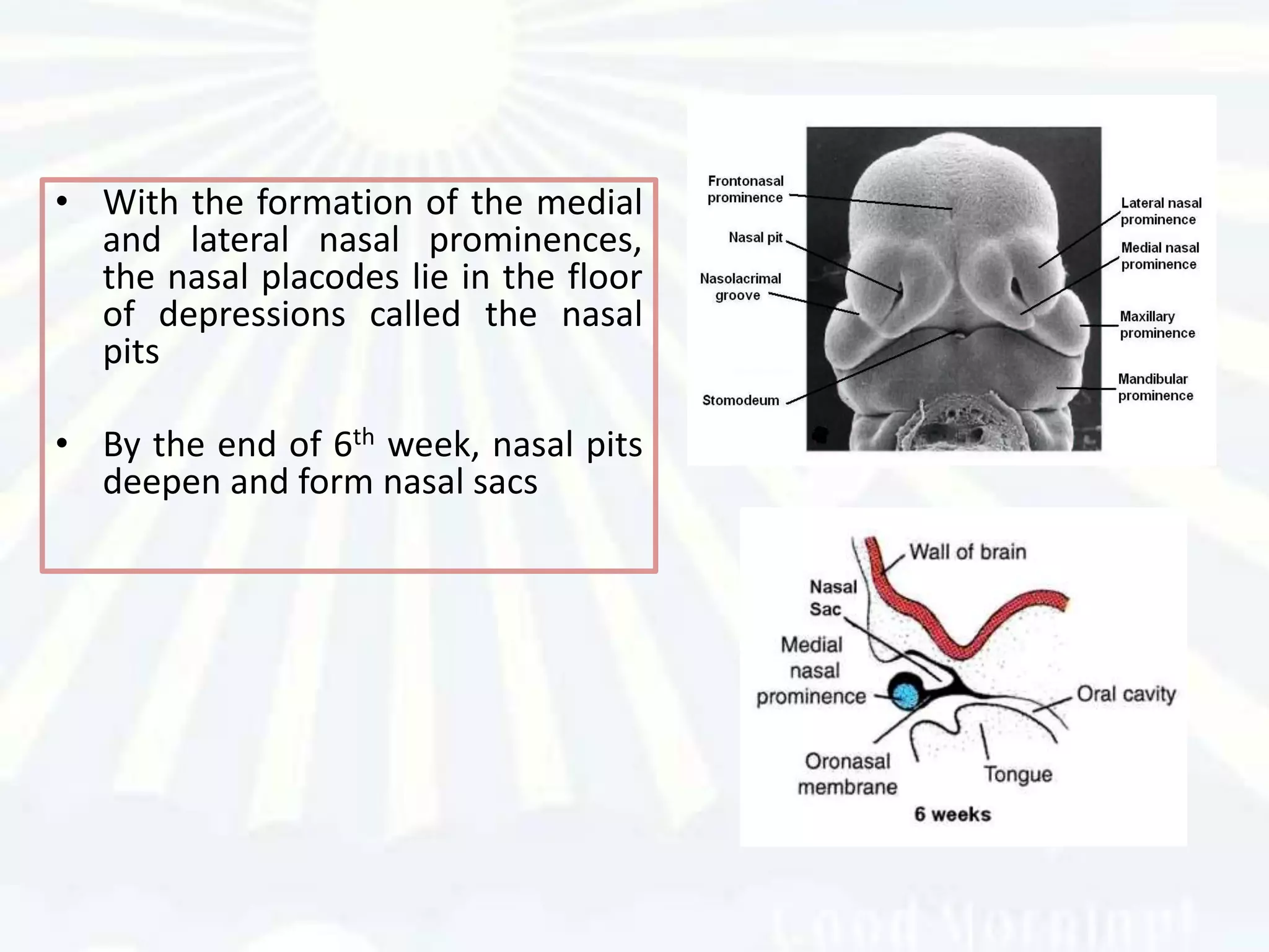 Development of face | PPTX