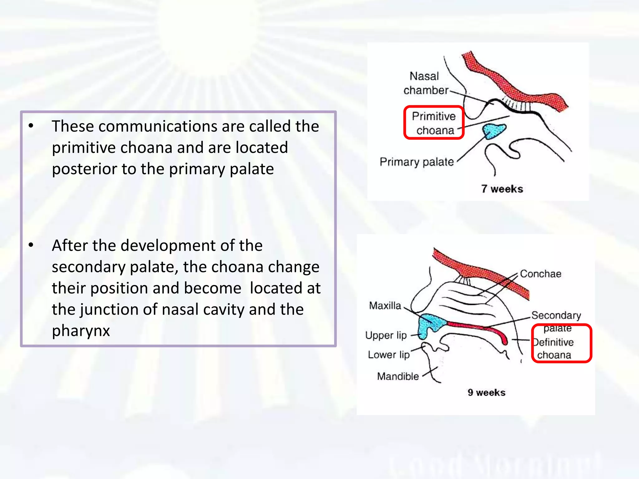 Development of face | PPTX