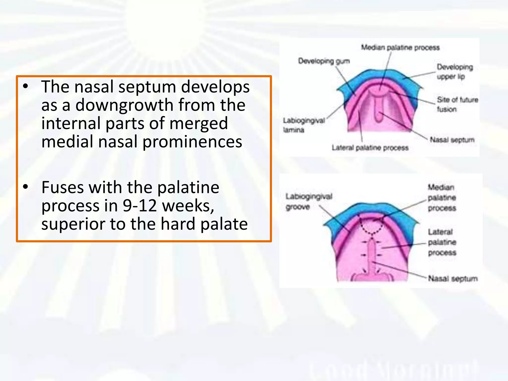 Development of face | PPTX