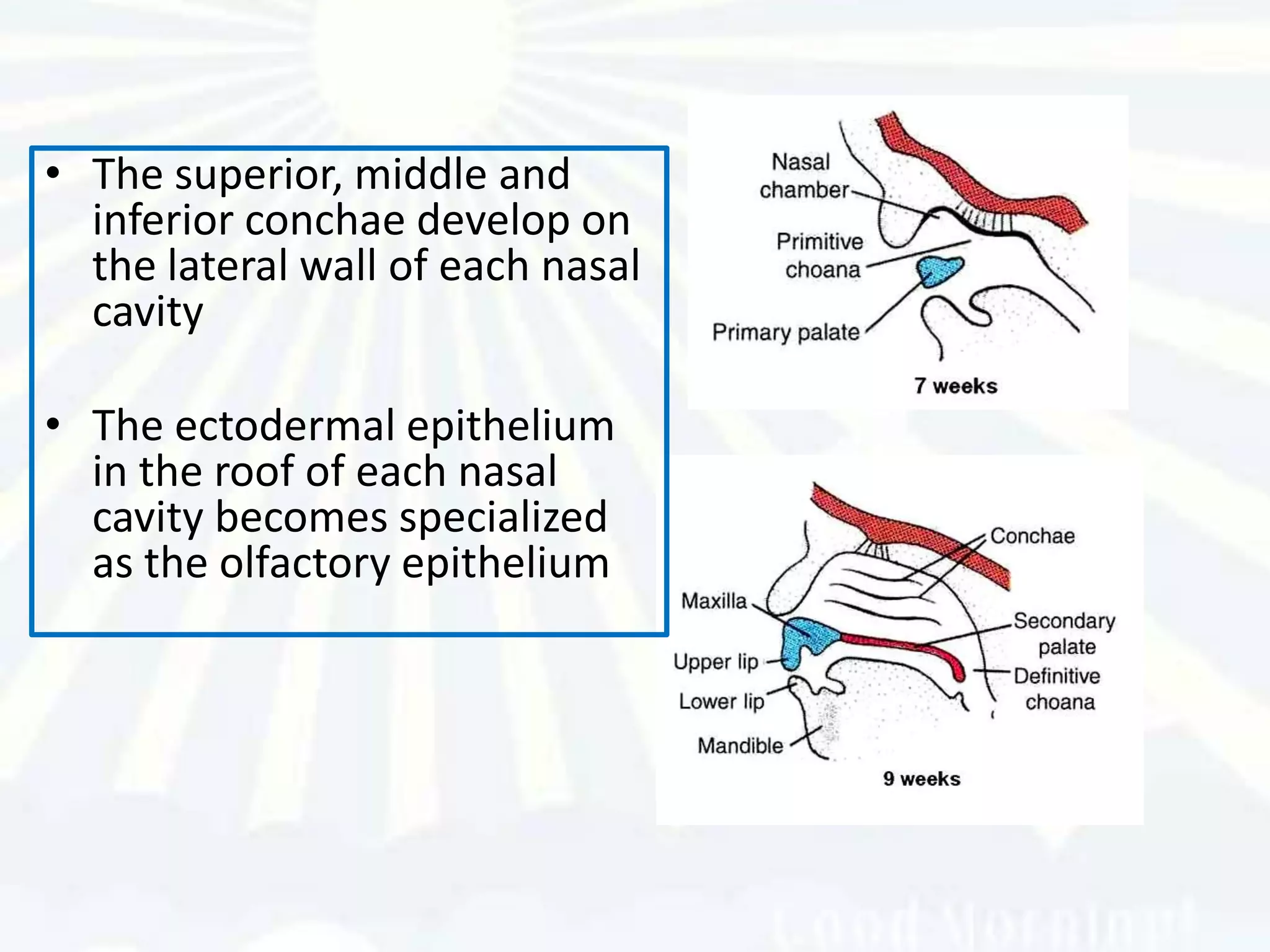 Development of face | PPTX