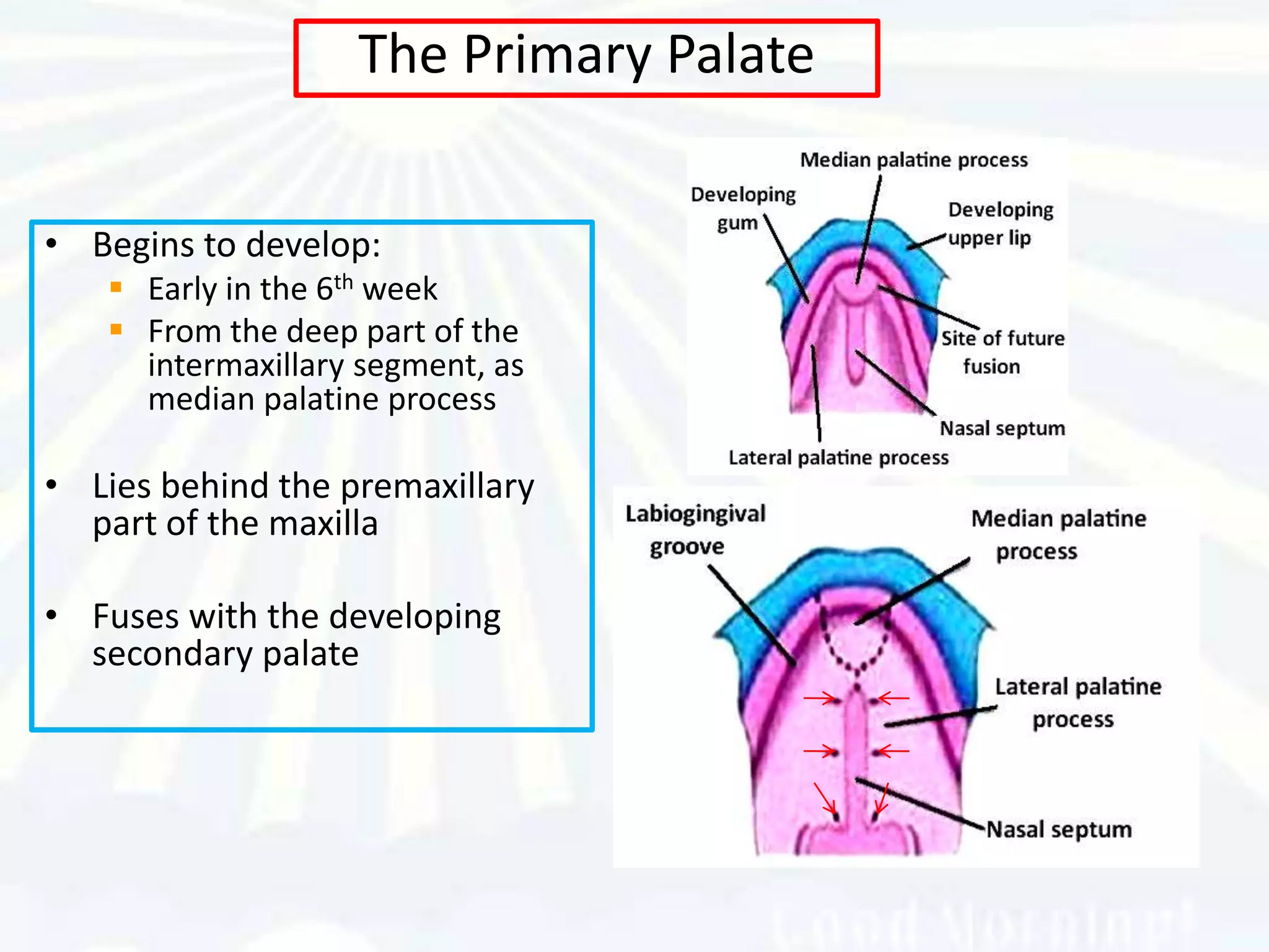 Development of face | PPTX