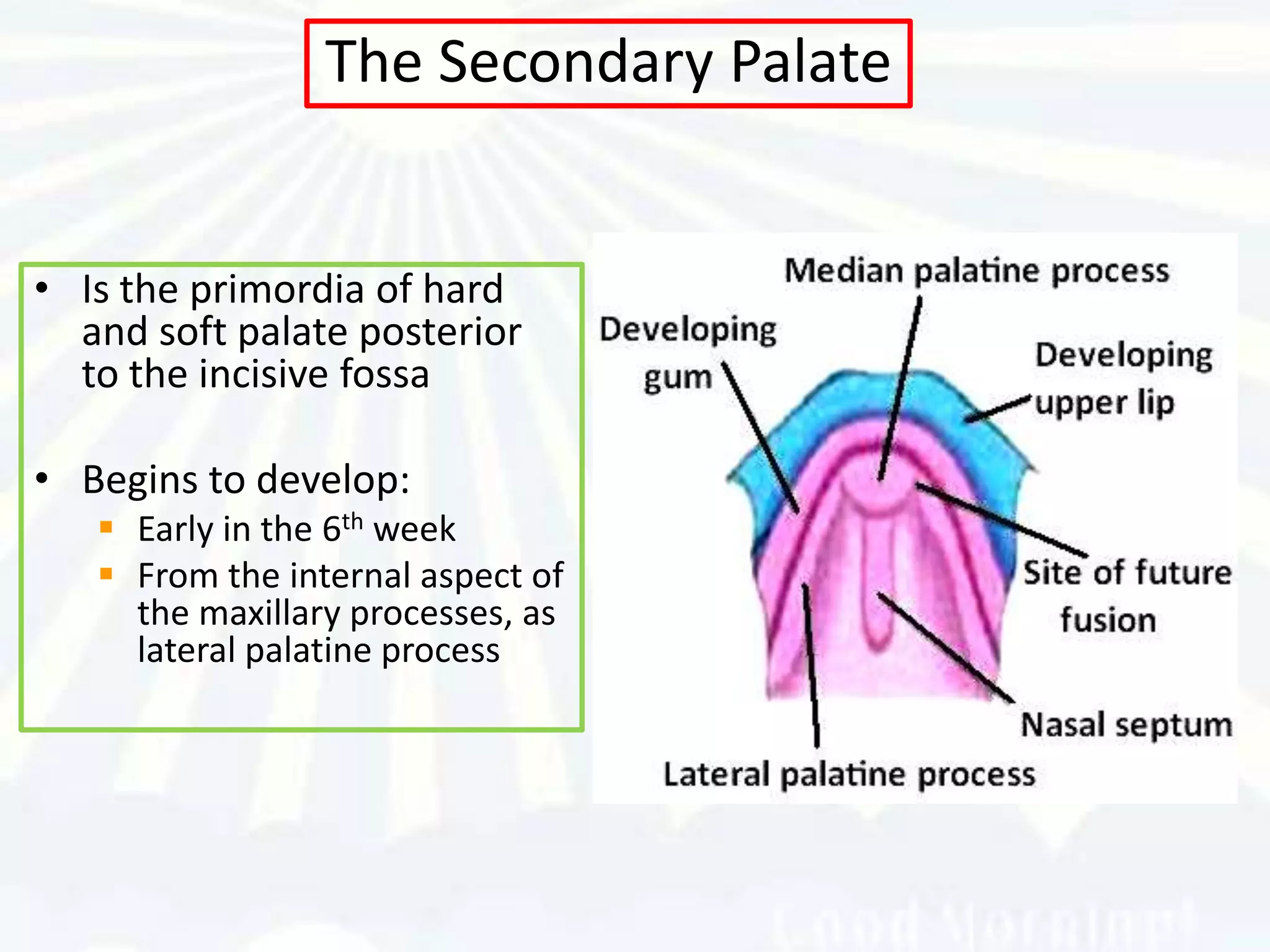 Development of face | PPTX