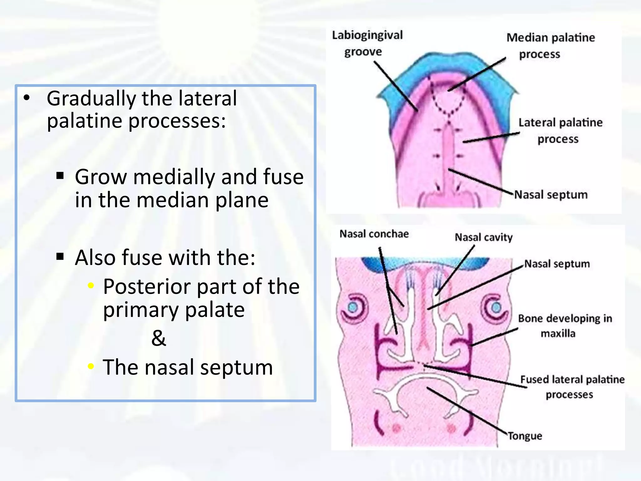 Development of face | PPTX