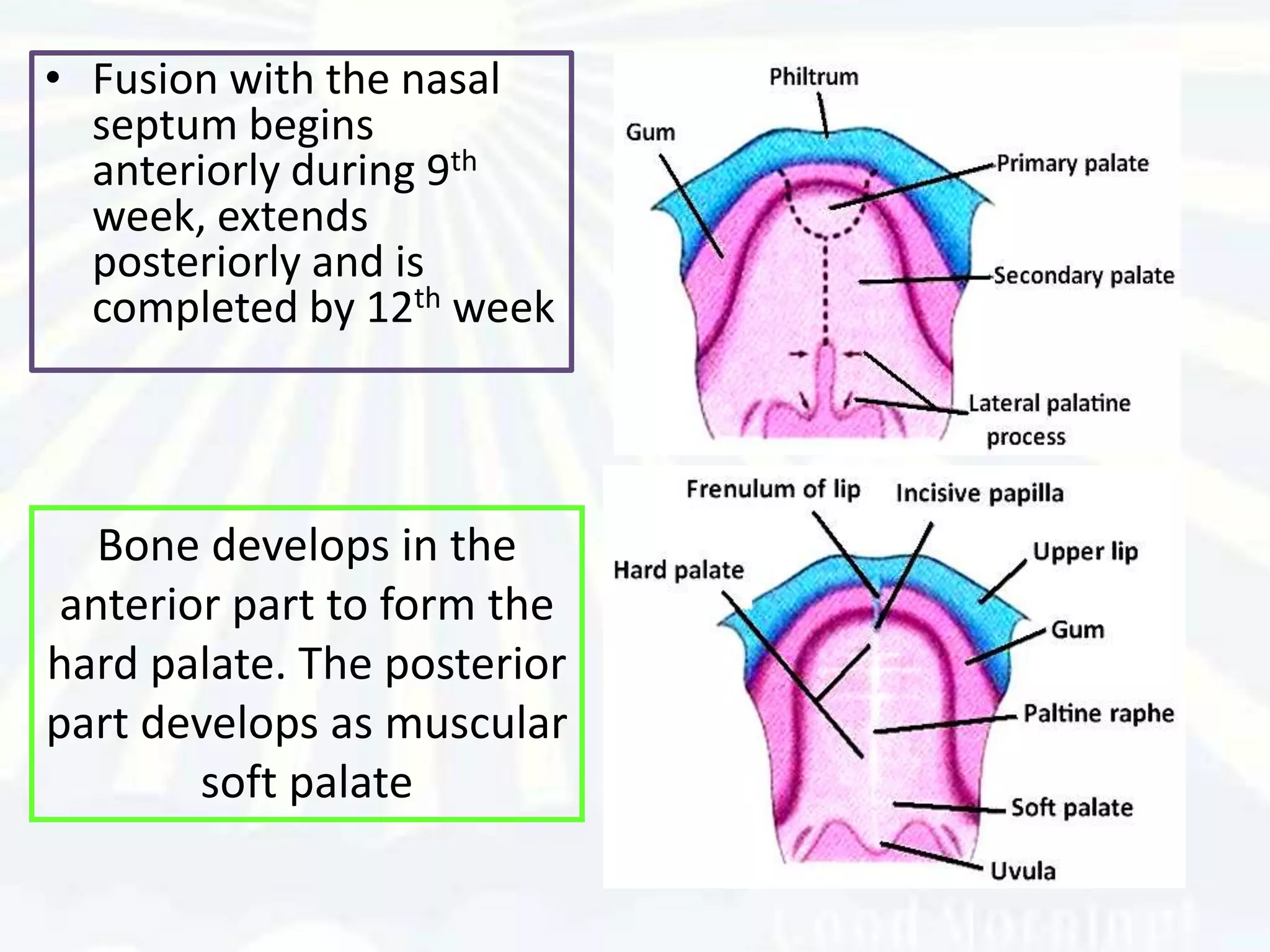 Development of face | PPTX