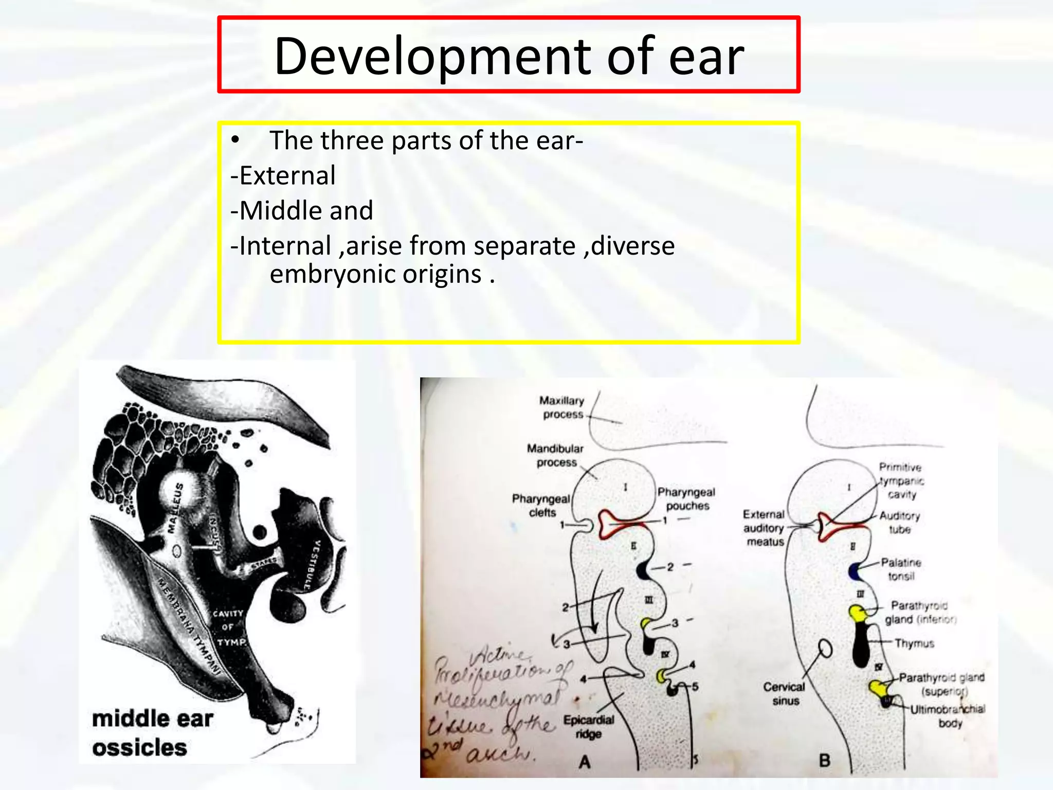 Development of face | PPTX