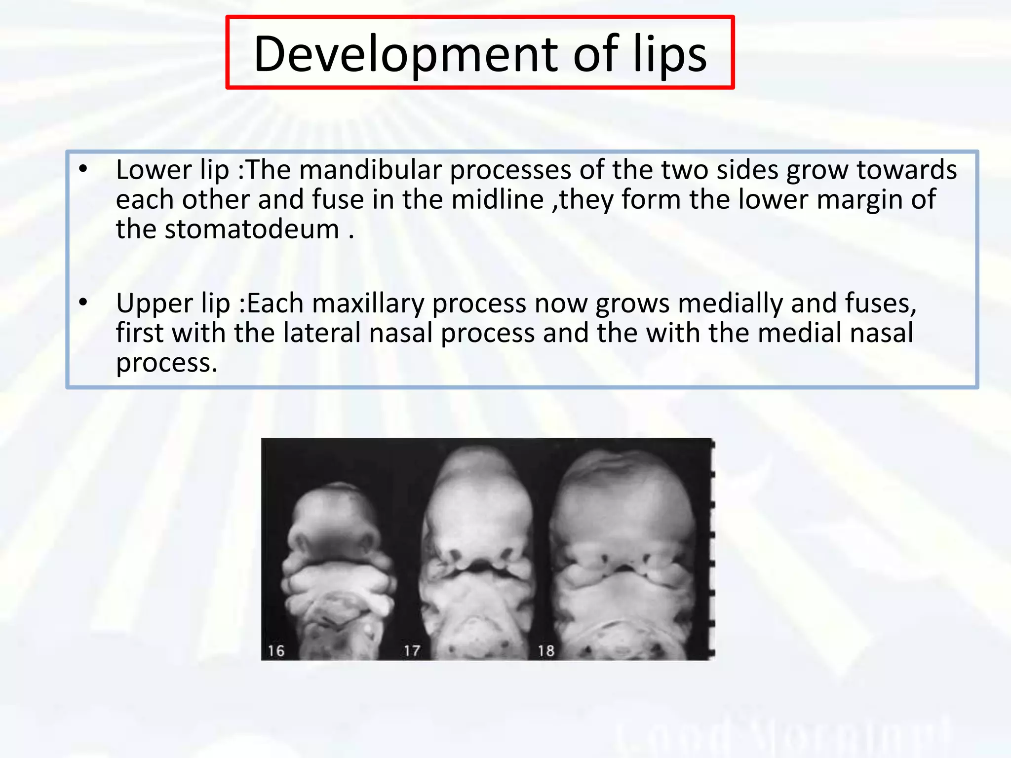 Development of face | PPTX