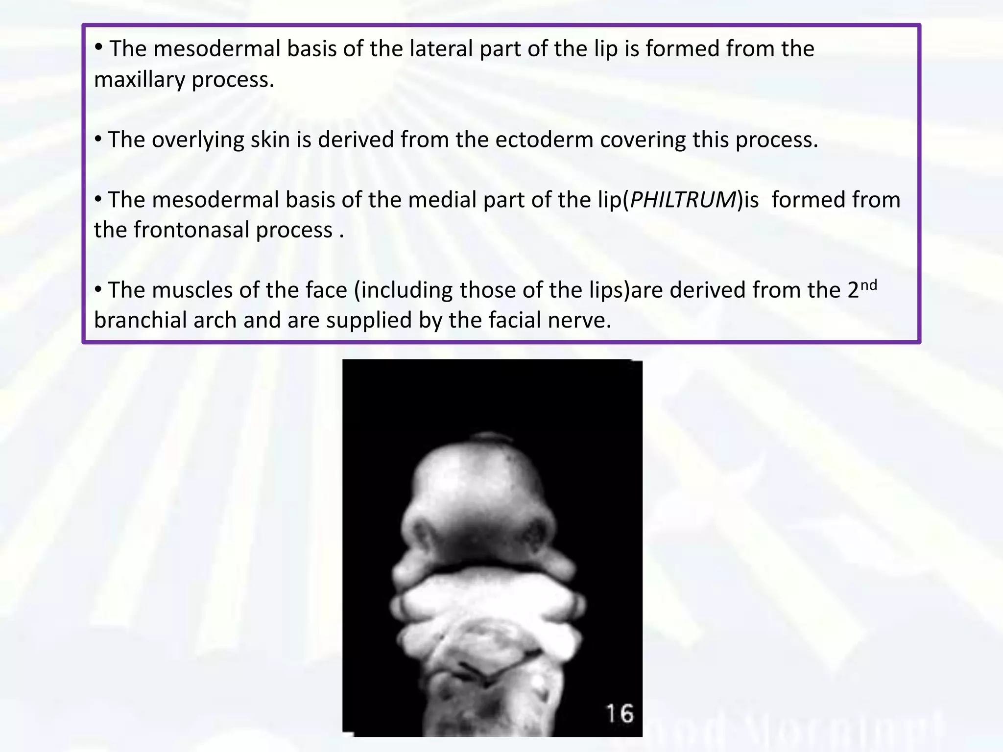 Development of face | PPTX