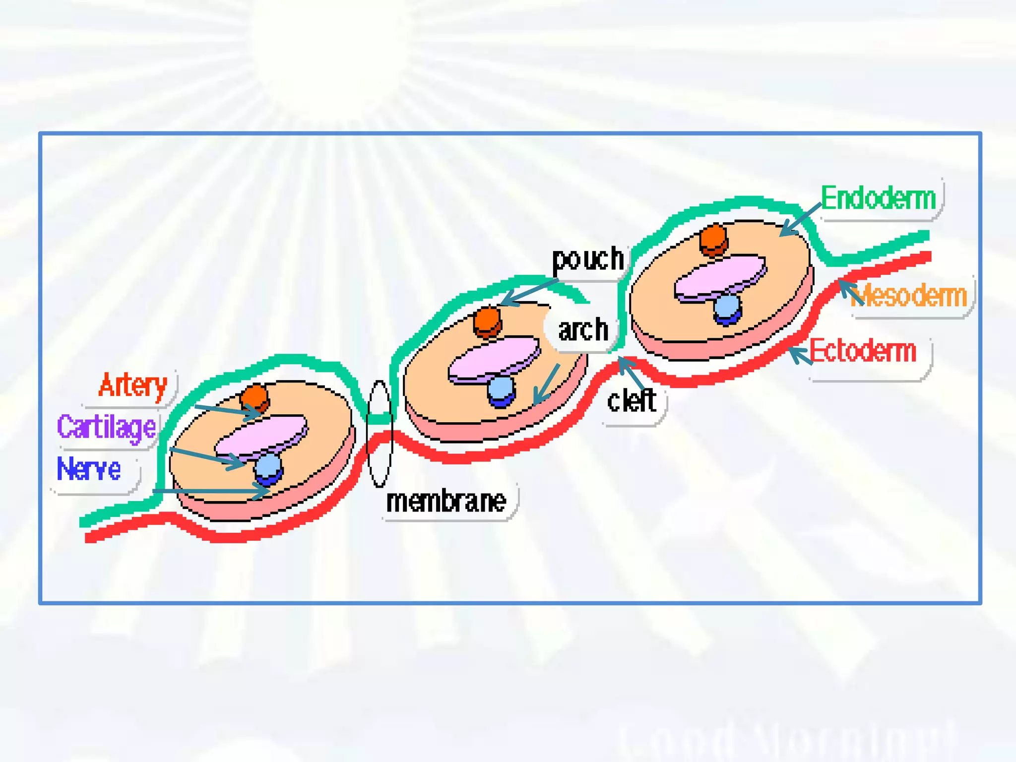 Development of face | PPTX