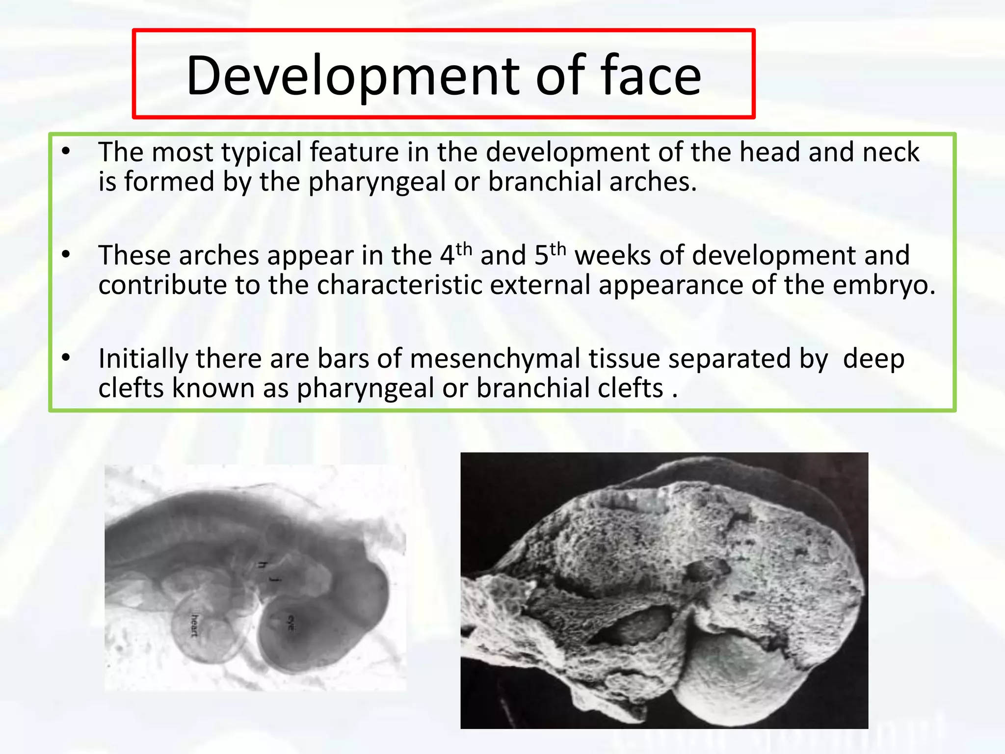 Development of face | PPTX