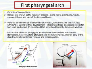 Development of face | PPTX