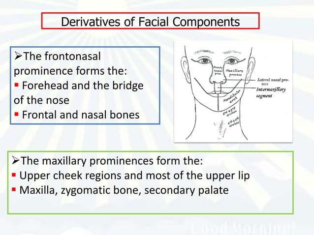 Development of face | PPTX
