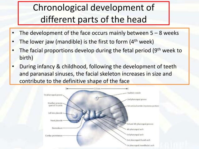 Development of face | PPTX