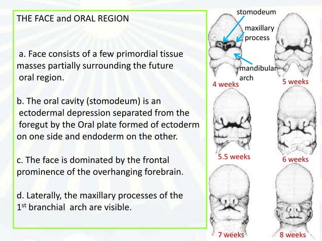 Development of face | PPTX