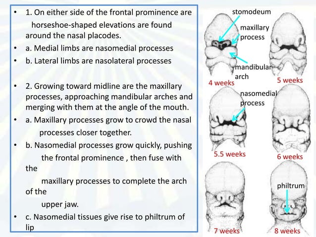 Development of face | PPTX