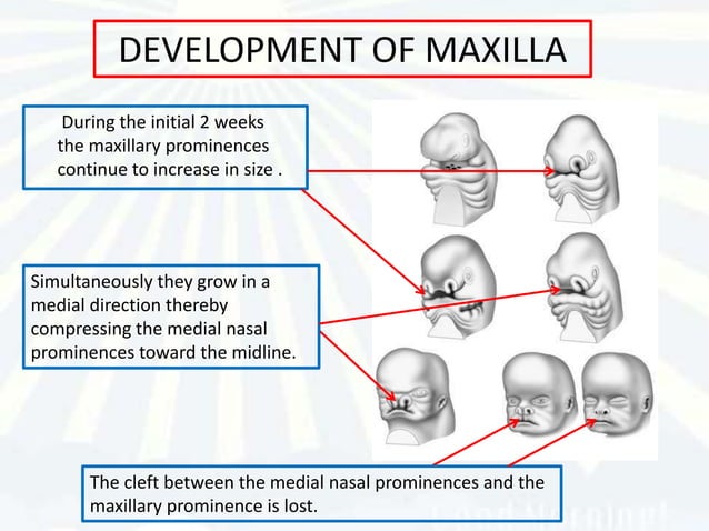 Development of face | PPTX