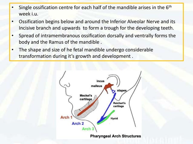 Development of face | PPTX