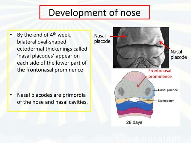 Development of face | PPTX