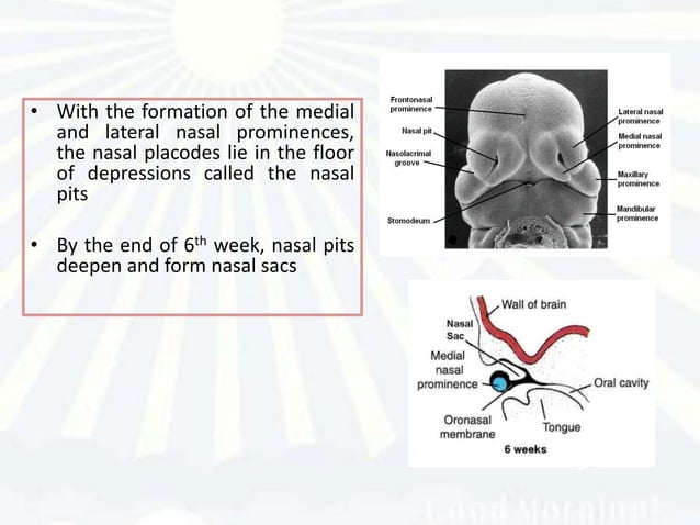 Development of face | PPTX