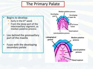 Development of face | PPTX